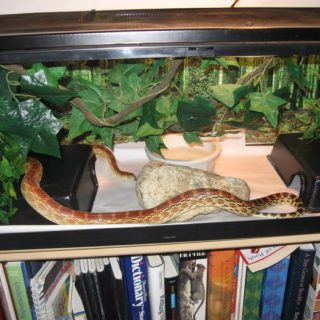 Cape Gopher Snake Facts and Pictures