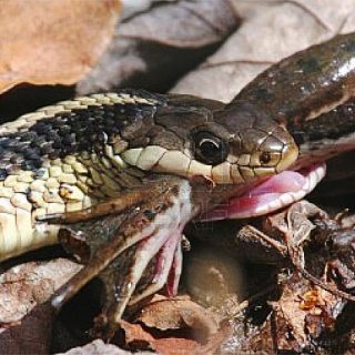 Common Garter Snake Facts and Pictures