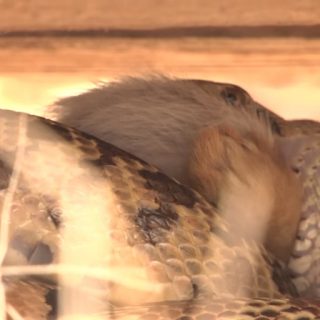 Glossy Snake Facts and Pictures