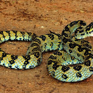 Texas Indigo Snake Facts and Pictures