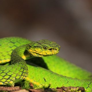 Large-scaled Tree Viper Facts and Pictures