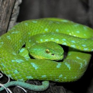 Glossy Snake Facts and Pictures