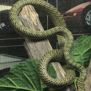 Paradise Flying Snake Facts and Pictures