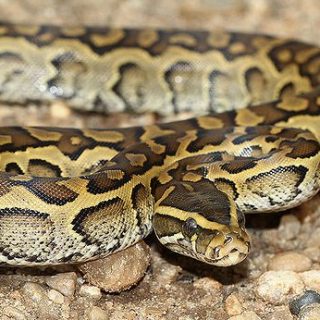African Rock Python Facts and Pictures