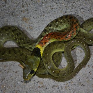 Red-Necked Keelback Facts and Pictures