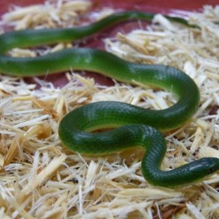 Smooth Green Snake Facts and Pictures