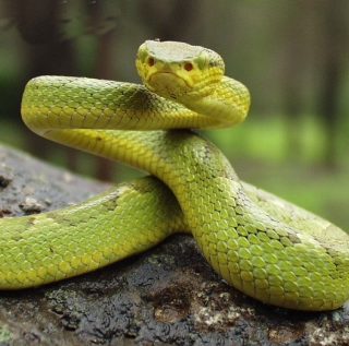 Bamboo Pit Viper Facts and Pictures