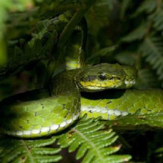 Large-scaled Tree Viper Facts and Pictures