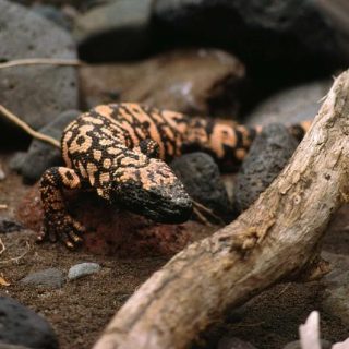 Gila Monster Facts and Pictures