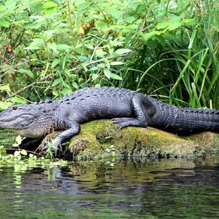 American Alligator Facts and Pictures