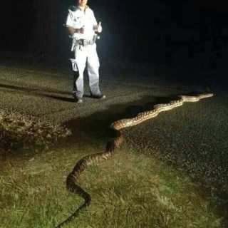 Amethystine Python Facts and Pictures