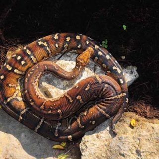 Angolan Python Facts and Pictures