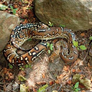 Angolan Python Facts and Pictures
