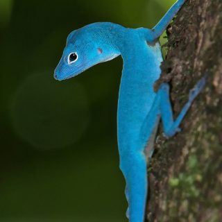 Blue Anole Facts and Pictures