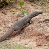 Bengal Monitor Facts and Pictures