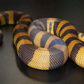 Bismarck Ringed Python Facts and Pictures