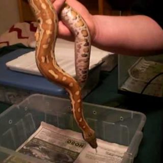 Blood Python Facts and Pictures