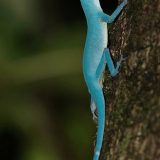 Blue Anole Facts and Pictures