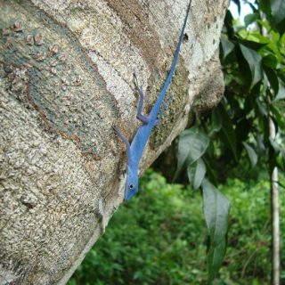 Blue Anole Facts and Pictures