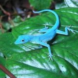 Blue Anole Facts and Pictures