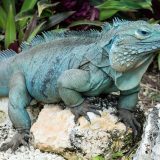 Blue Iguana Facts and Pictures