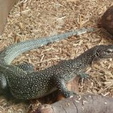 Blue Tailed Monitor Facts and Pictures