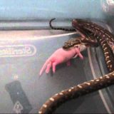 Bredl's Python Facts and Pictures