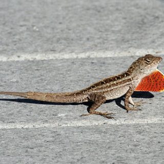 Long Tailed Lizard Facts and Pictures