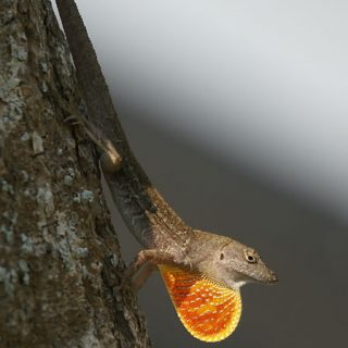 Brown Anole Facts and Pictures