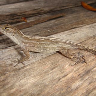 Brown Anole Facts and Pictures