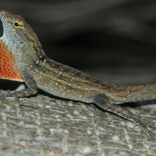 Brown Anole Facts and Pictures