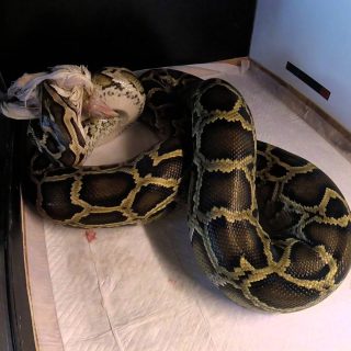 Burmese Python Facts and Pictures