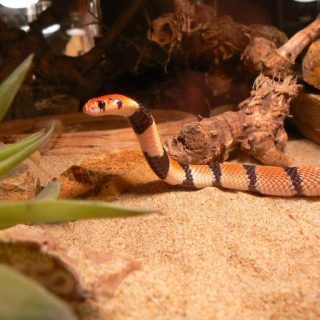 Cape Coral Snake Facts and Pictures