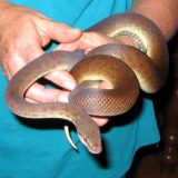 Children's Python Facts and Pictures