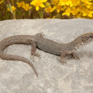 Southern Alligator Lizard Facts and Pictures