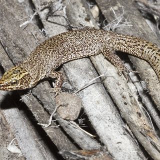 Desert Night Lizard Facts and Pictures