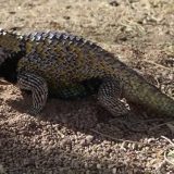 Desert Spiny Lizard Facts and Pictures