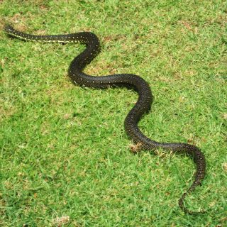 Diamond Python Facts and Pictures