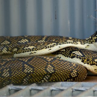 Diamond Python Facts and Pictures