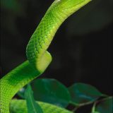 Eastern Green Mamba Facts and Pictures