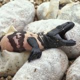 Gila Monster Facts and Pictures