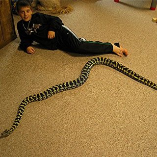 Jungle Carpet Python Facts and Pictures