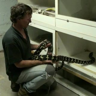 Jungle Carpet Python Facts and Pictures