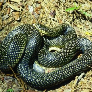 Speckled Kingsnake Facts and Pictures | Reptile Fact