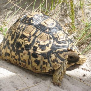 Leopard Tortoise Facts and Pictures