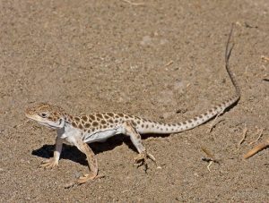 Lizards: Facts, and List of Types with Pictures - Reptile Fact