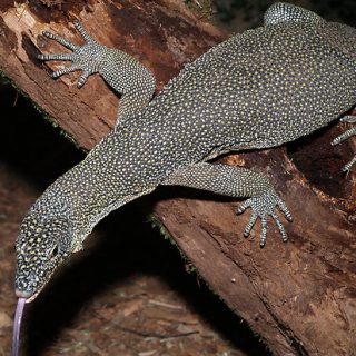 Mangrove Monitor Facts and Pictures