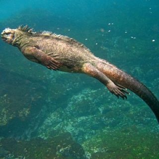 Marine Iguana Facts and Pictures