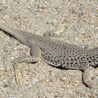 Mojave Fringe-toed Lizard Facts and Pictures