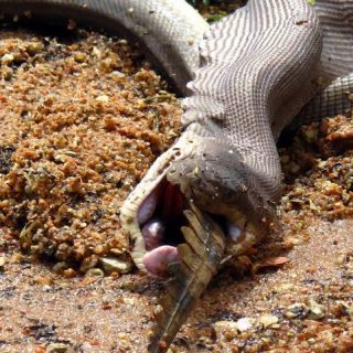 Olive Python Facts and Pictures